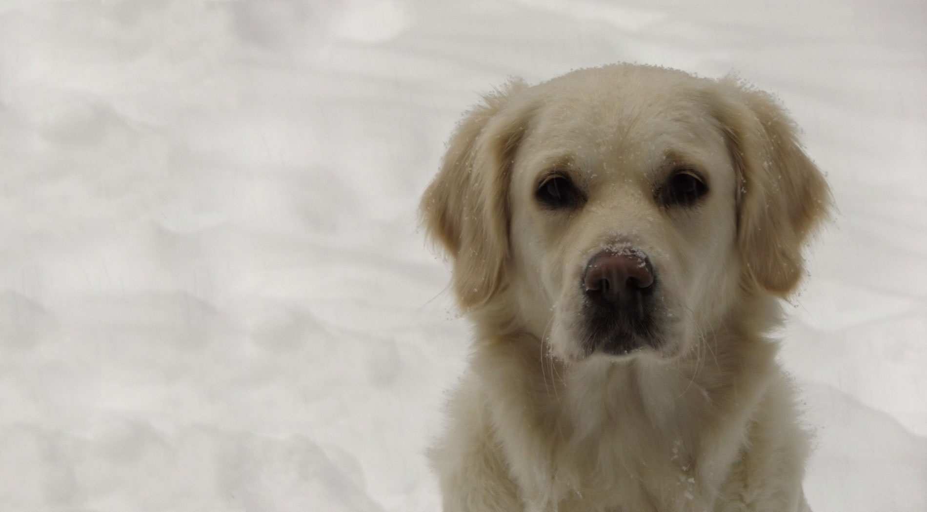 Lillie Snow Background - English Cream Golden retriever - The Ark ...