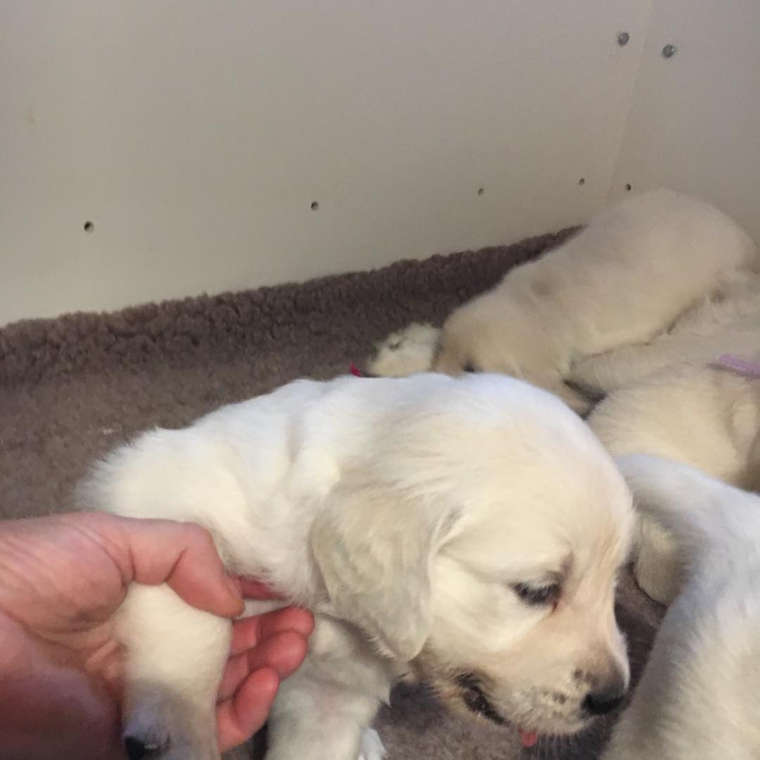 Our Puppies - The Ark - White English Cream Golden Retrievers